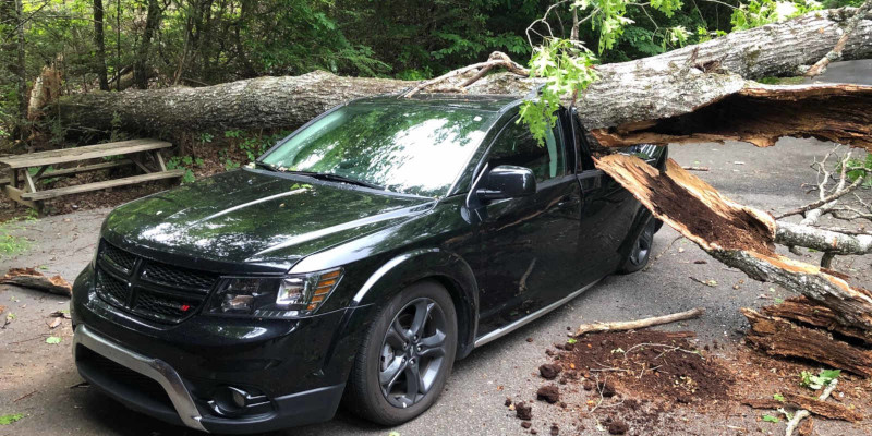 Emergency Tree Services 101 What To Do When You Re Dealing With A Tree