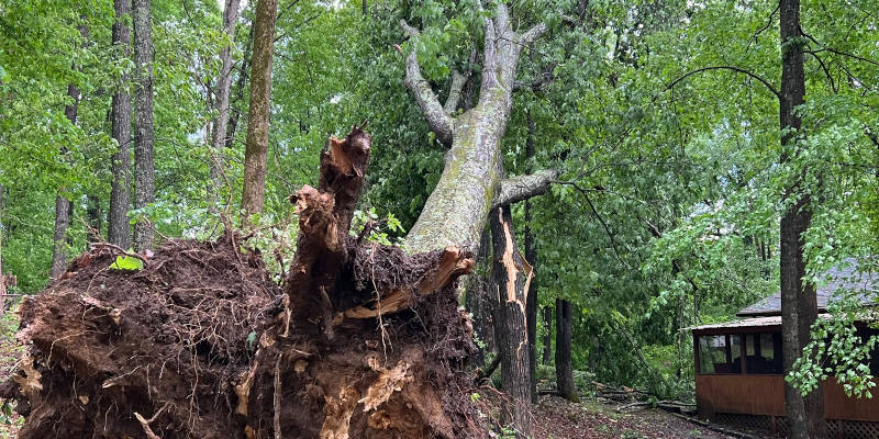 Uprooted Tree, Sevierville, TN | B&B Tree Management