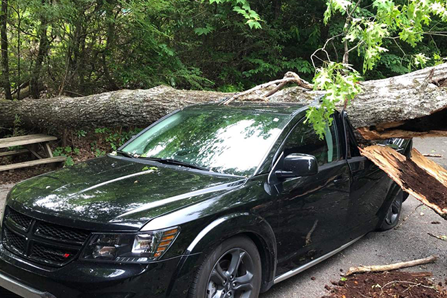 Emergency Tree Removal | B&B Tree Management