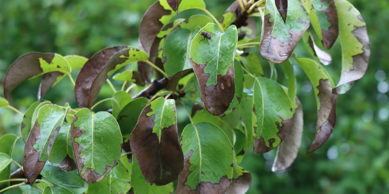 Common Tree Problems That Require Professional Assistance | B&B Tree ...