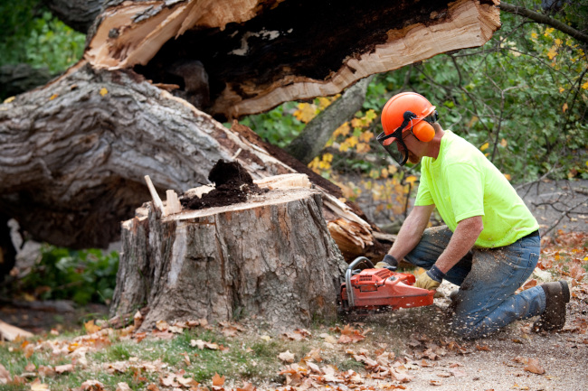 Reasons to Use Our Professional Tree Service | B&B Tree Management