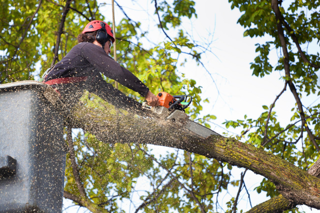 Why Hiring a Fully Insured Tree Company Gives You Peace of Mind | B&B ...